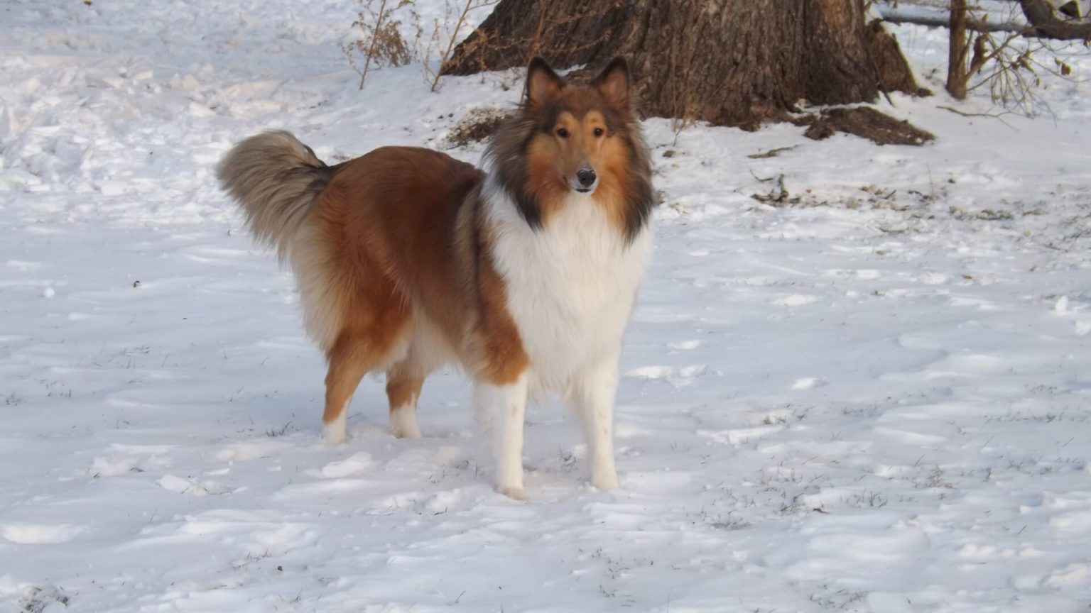 Gallery | Big Timber Collies | AKC Collie Puppies | Illinois